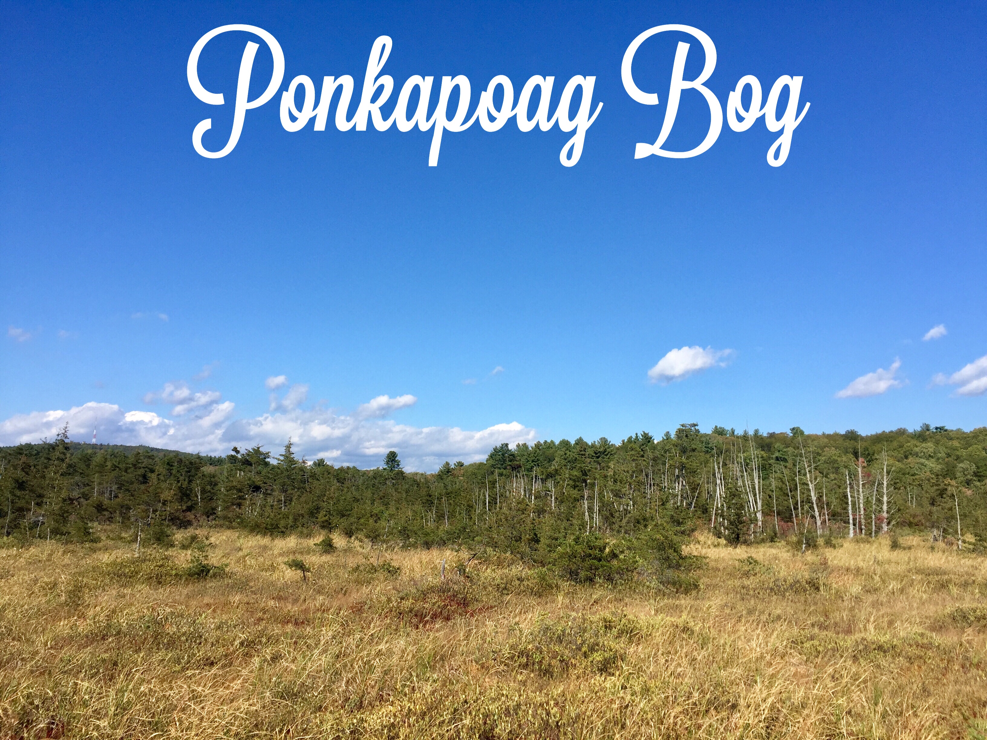 Ponkapoag Bog Trail | Ryan Mcgurl